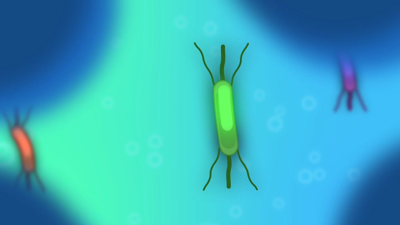 Bacteria – Design and Animation Scene – After Effects Tutorials – CG Animation Tutorials ...